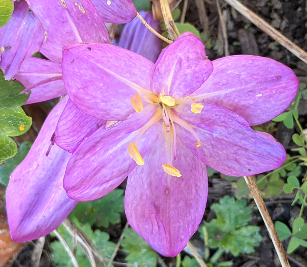 The Fall Colchicum - The Martha Stewart Blog