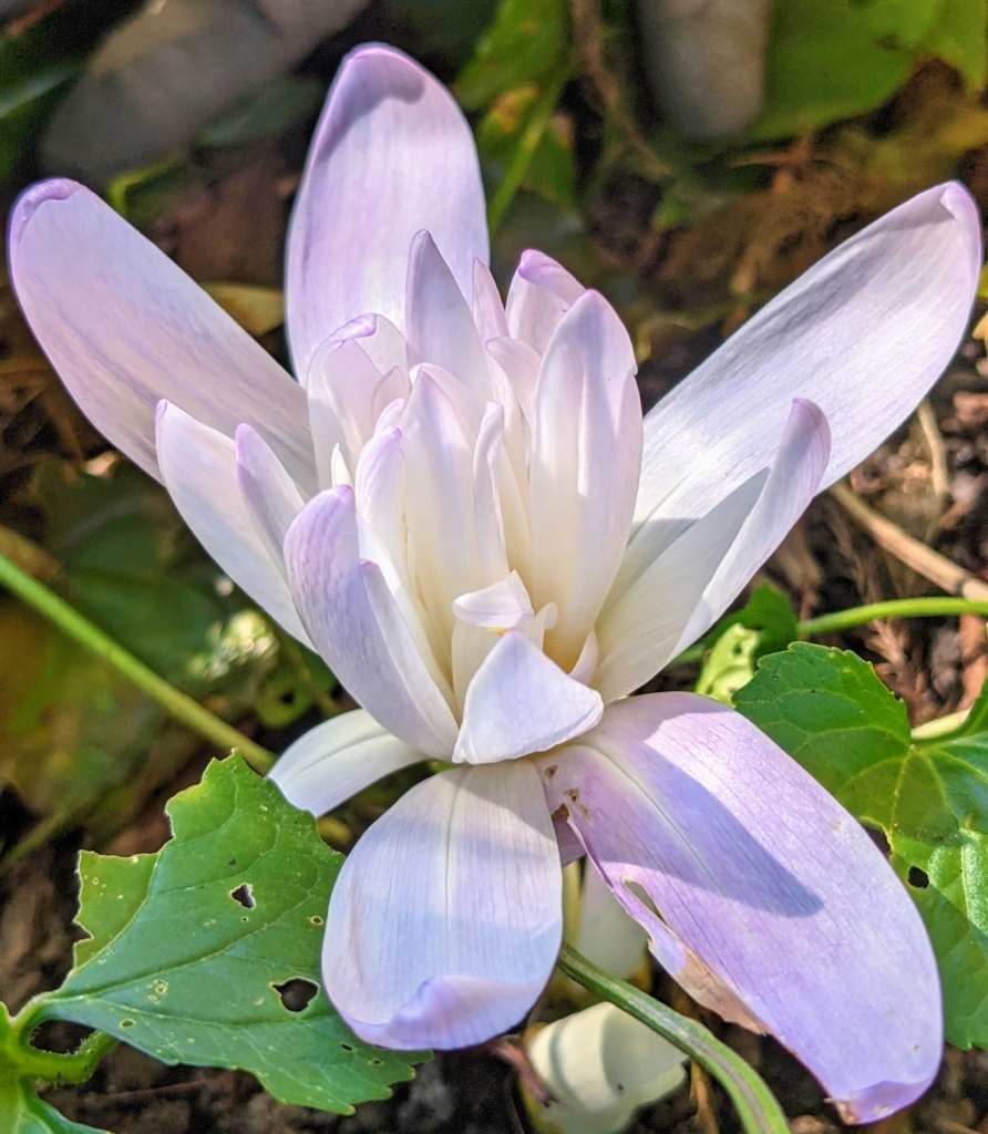 The Fall Colchicum - The Martha Stewart Blog