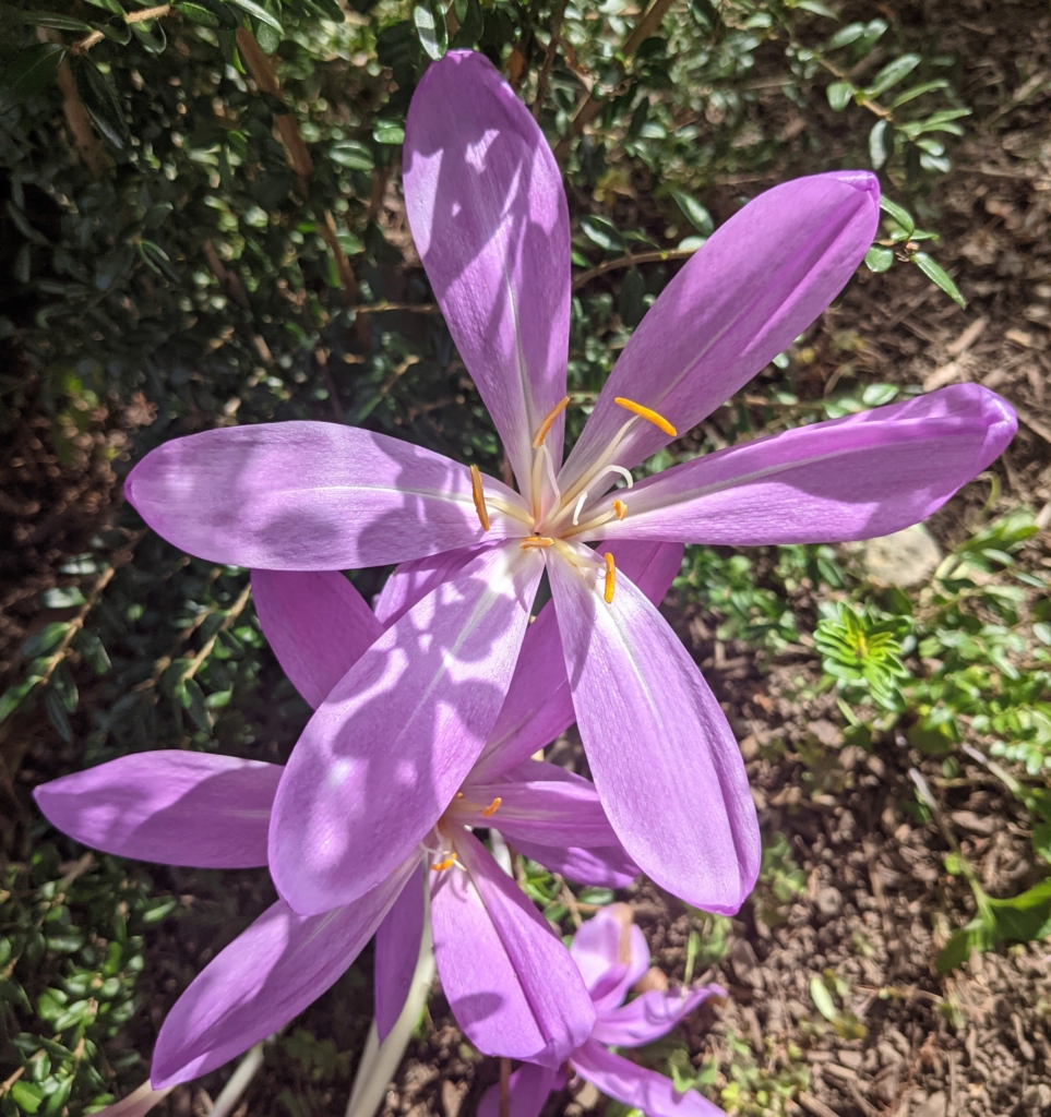 The Fall Colchicum - The Martha Stewart Blog