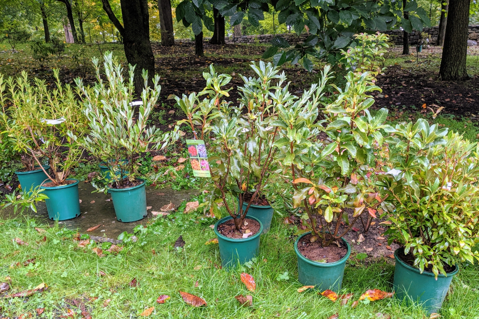 Planting Azaleas in the Daffodil Border - The Martha Stewart Blog