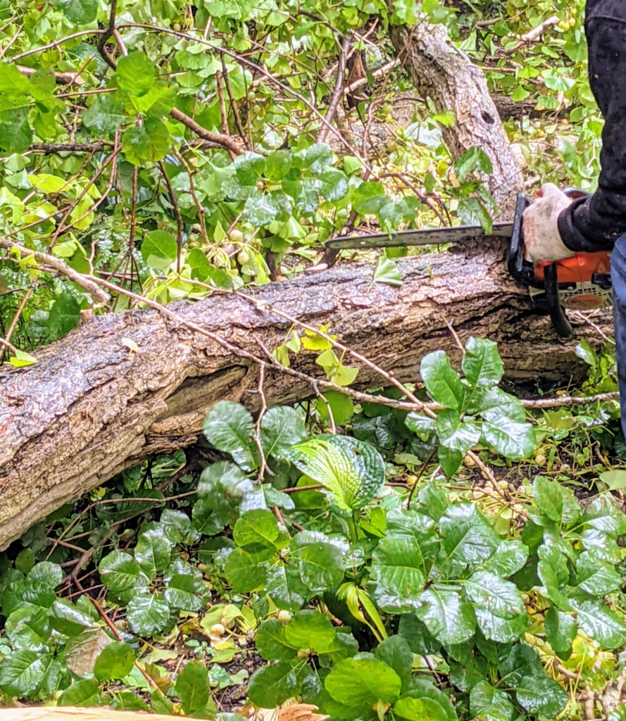 A Branch Falls from the Mighty Ginkgo Tree at My Farm - The Martha ...
