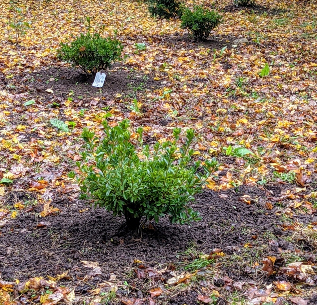 Planting Azaleas in the Daffodil Border - The Martha Stewart Blog