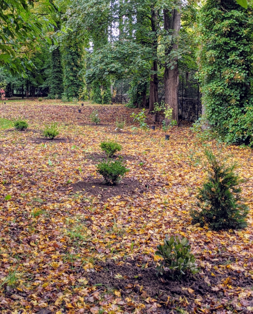 The Martha Stewart Blog : Blog Archive Planting Azaleas in the Daffodil ...