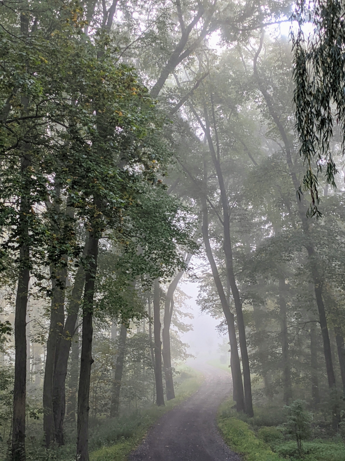 The Martha Stewart Blog : Blog Archive Fog Over the Farm - The Martha ...