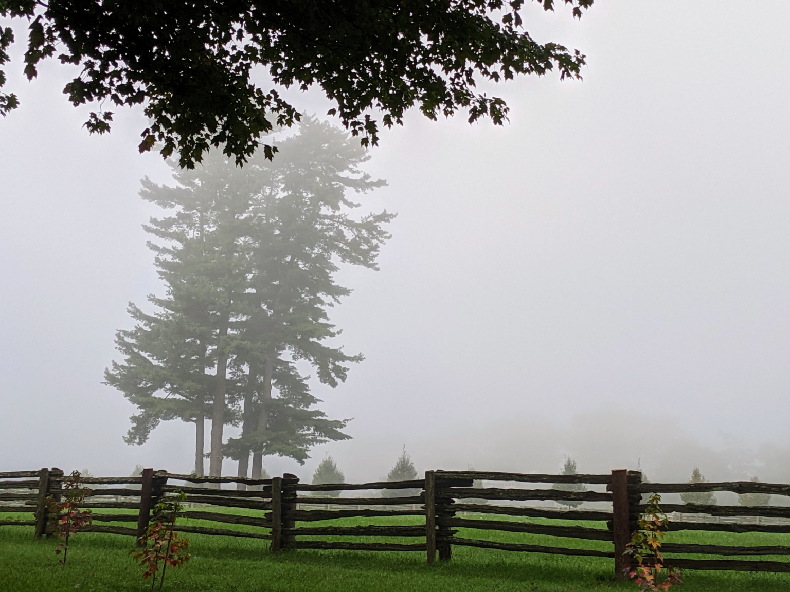 The Martha Stewart Blog : Blog Archive Fog Over the Farm - The Martha ...