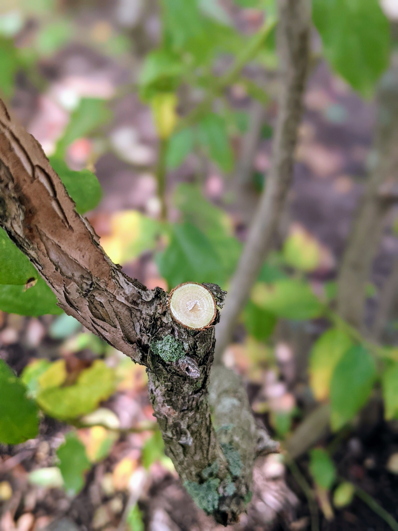 Pruning the Blueberry Bushes - The Martha Stewart Blog