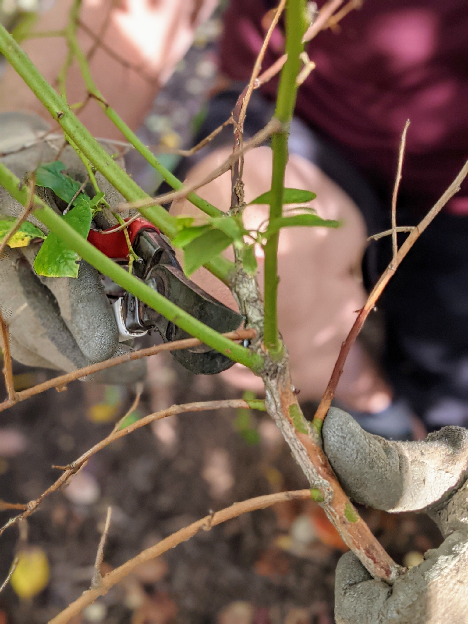 Pruning the Blueberry Bushes - The Martha Stewart Blog