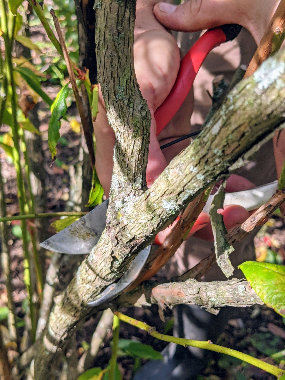 Pruning the Blueberry Bushes - The Martha Stewart Blog
