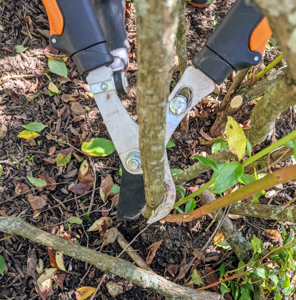 Pruning the Blueberry Bushes - The Martha Stewart Blog