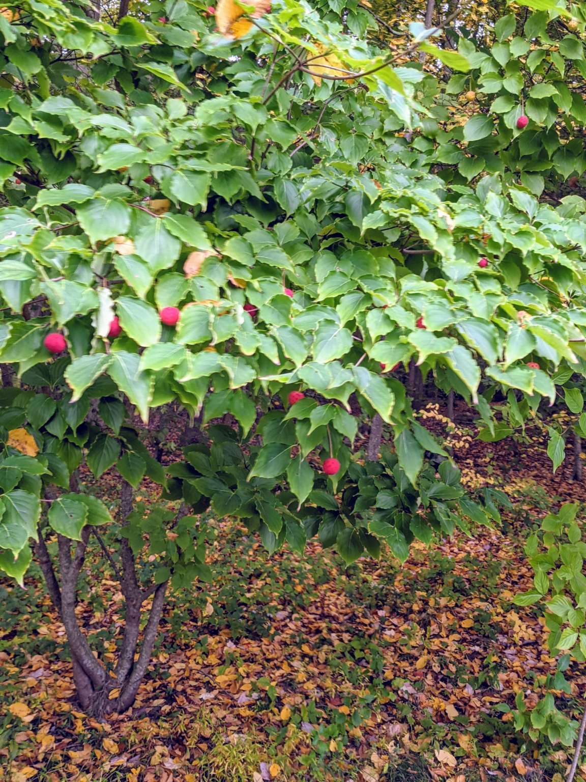 Seeds, Berries, and Cones - The Martha Stewart Blog