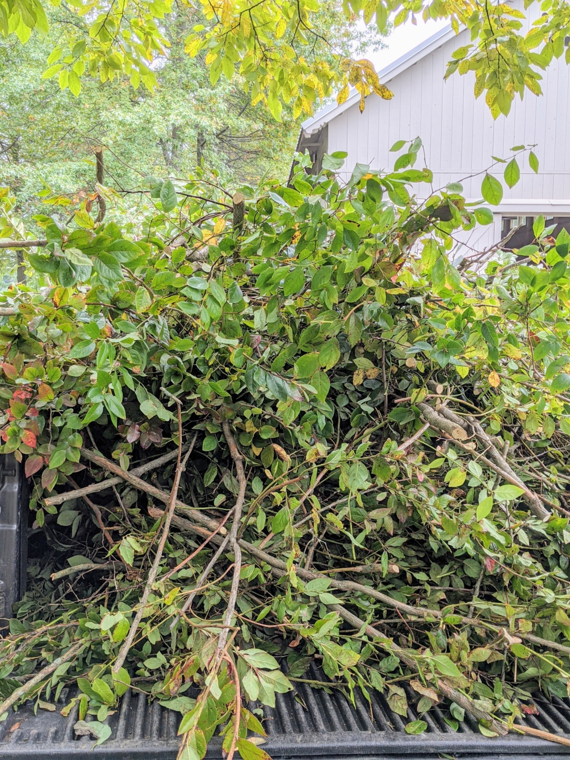 Pruning the Blueberry Bushes - The Martha Stewart Blog