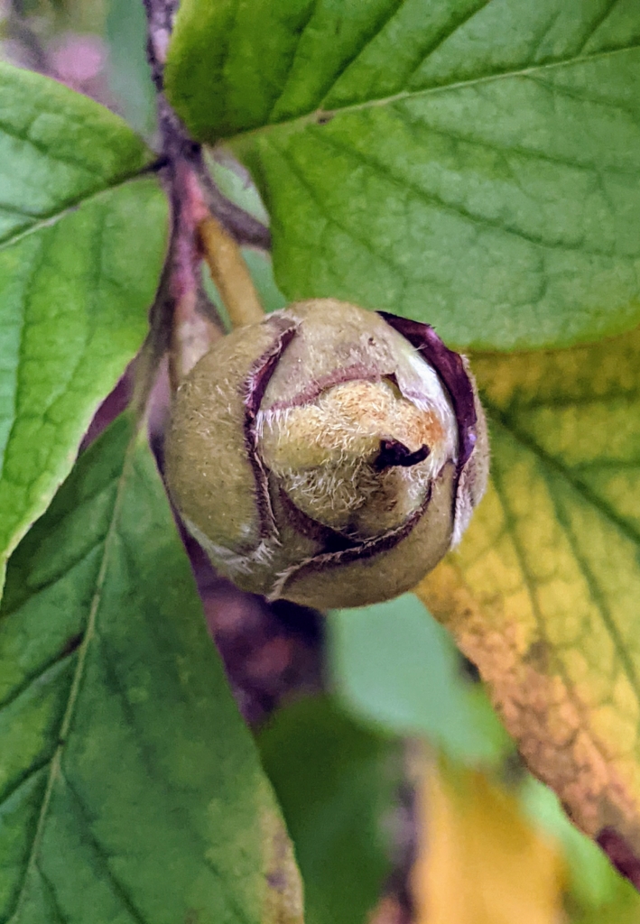 Seeds, Berries, and Cones - The Martha Stewart Blog