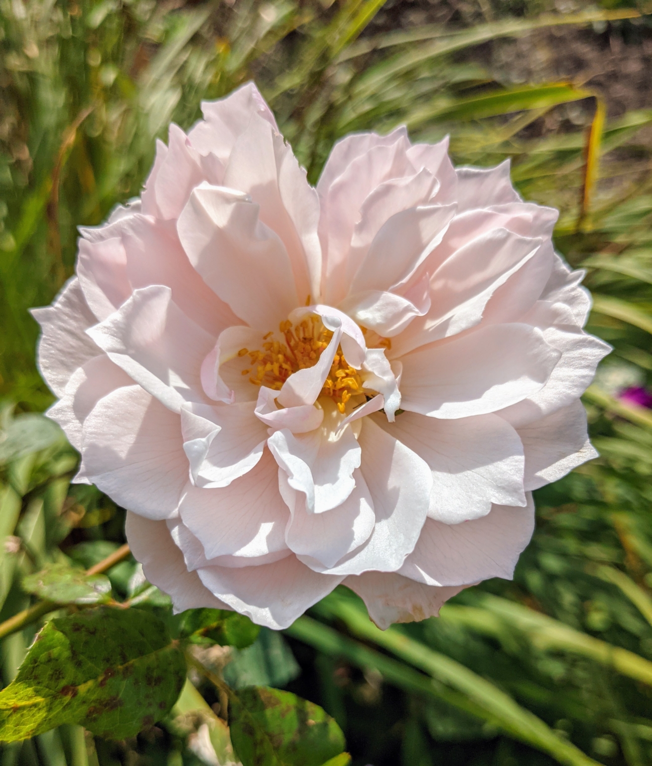 Late-Season Perennials Still Blooming in the Gardens - The Martha ...