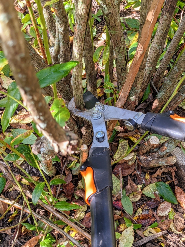 Pruning the Blueberry Bushes - The Martha Stewart Blog