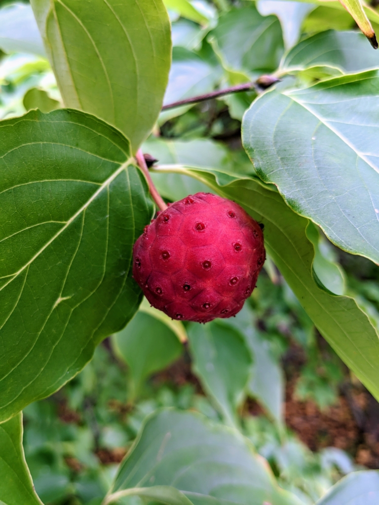 Seeds, Berries, and Cones - The Martha Stewart Blog