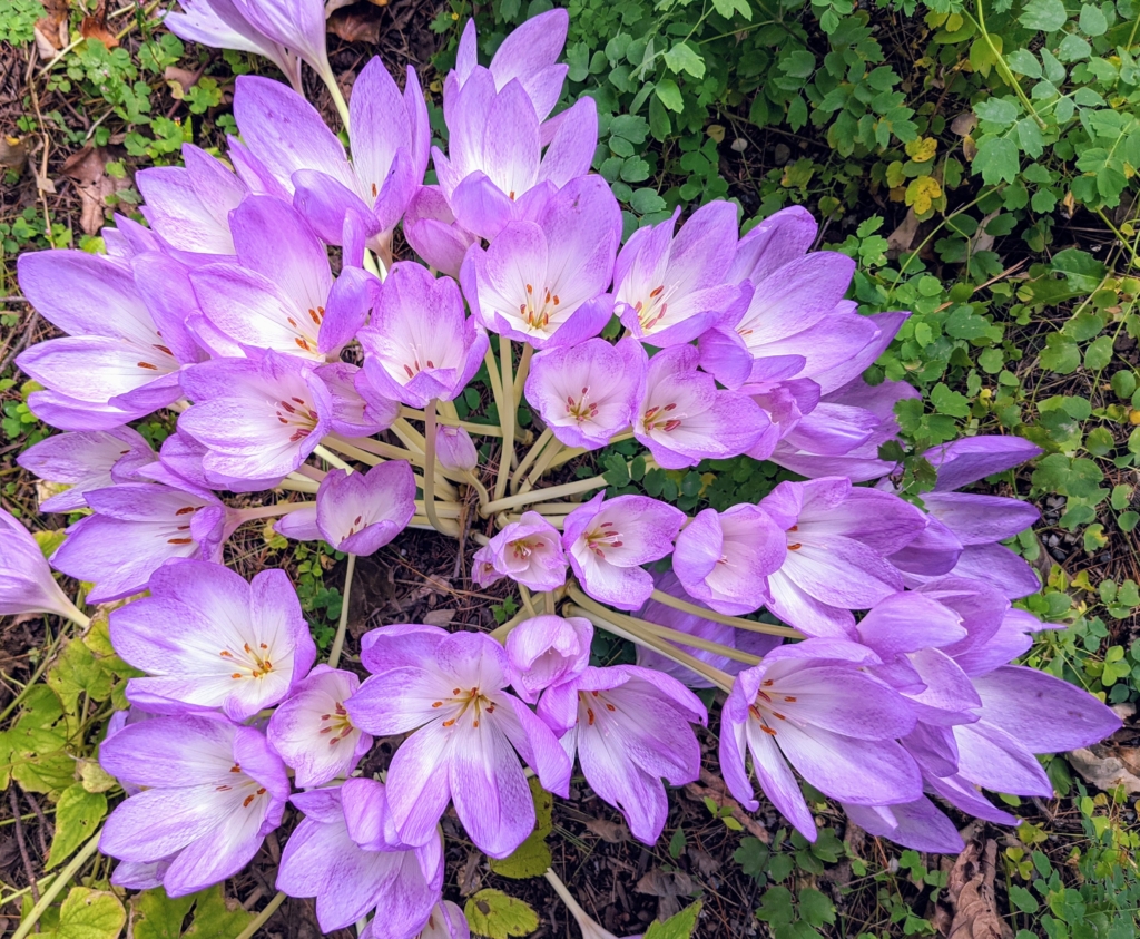 The Fall Colchicum - The Martha Stewart Blog