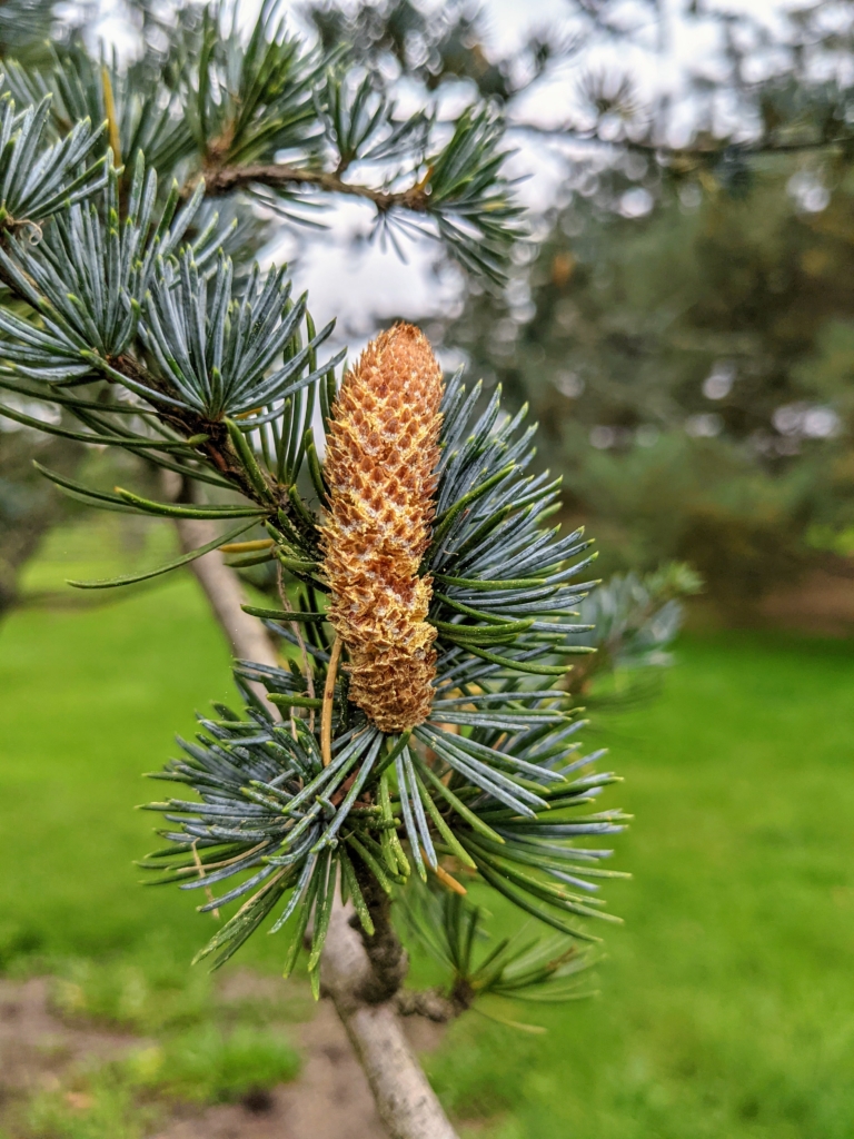 Seeds, Berries, and Cones - The Martha Stewart Blog