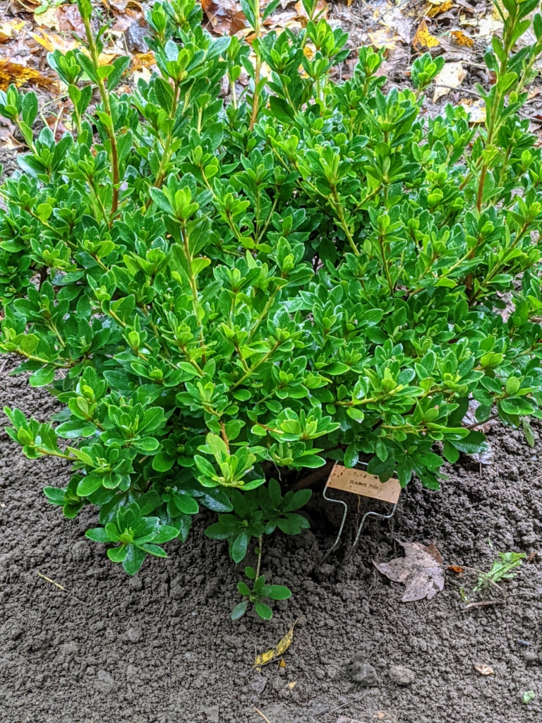 The Martha Stewart Blog : Blog Archive Planting Azaleas in the Daffodil ...