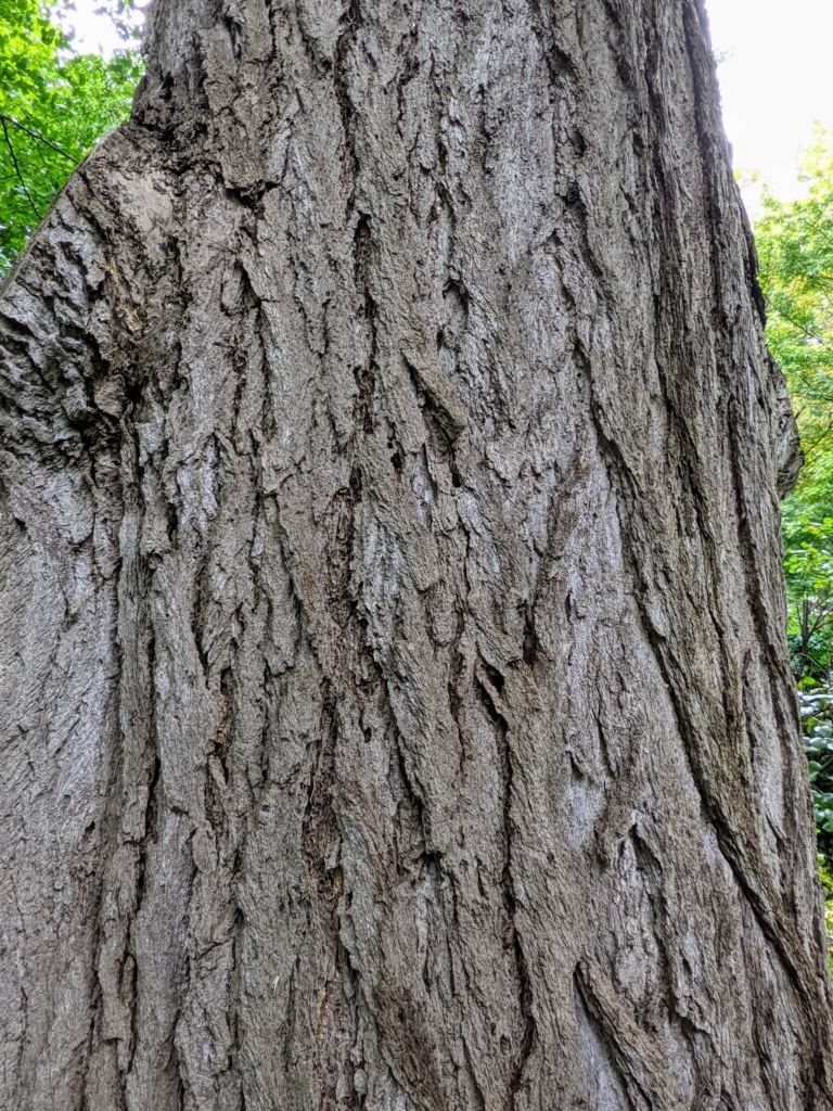 A Branch Falls from the Mighty Ginkgo Tree at My Farm - The Martha ...