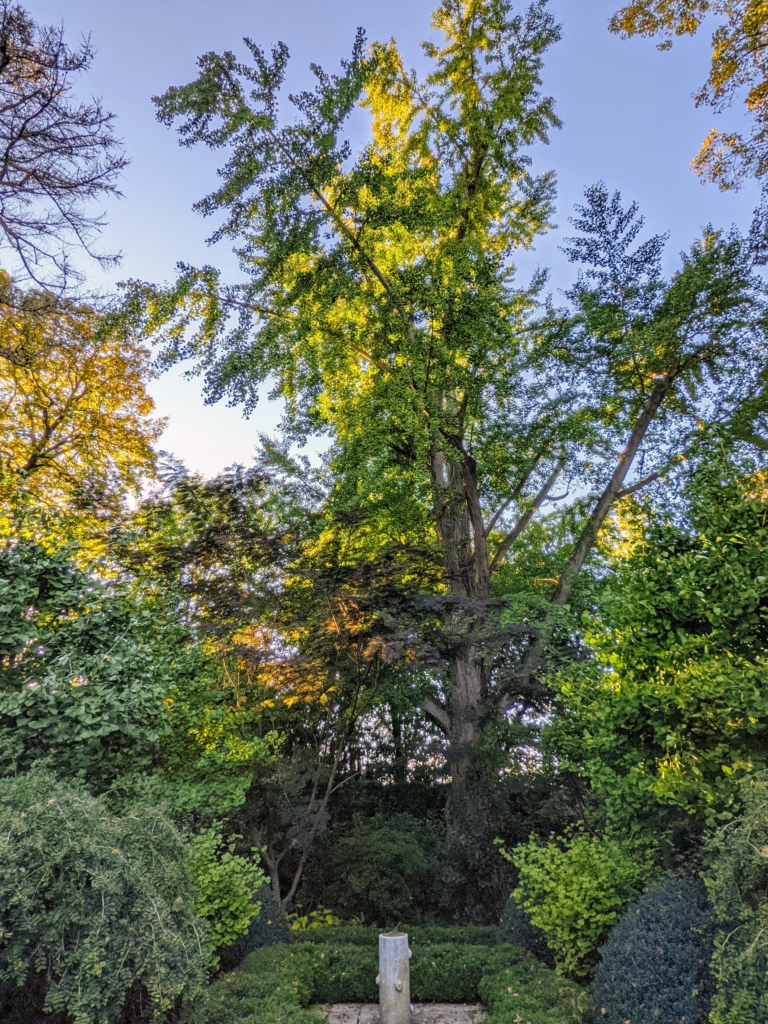 A Branch Falls from the Mighty Ginkgo Tree at My Farm - The Martha ...