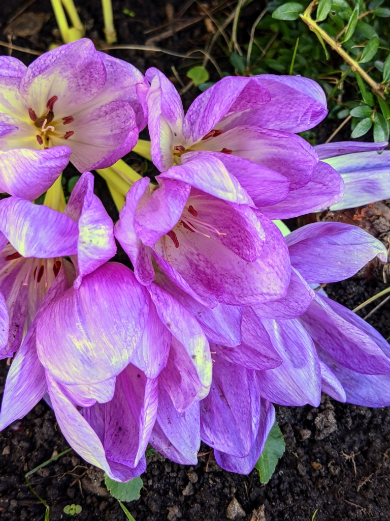The Fall Colchicum - The Martha Stewart Blog