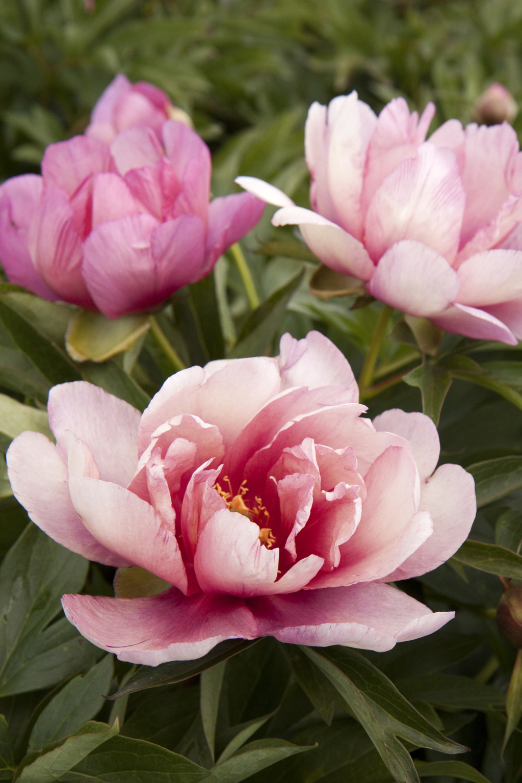 Planting Itoh Peonies in My Gardens - The Martha Stewart Blog