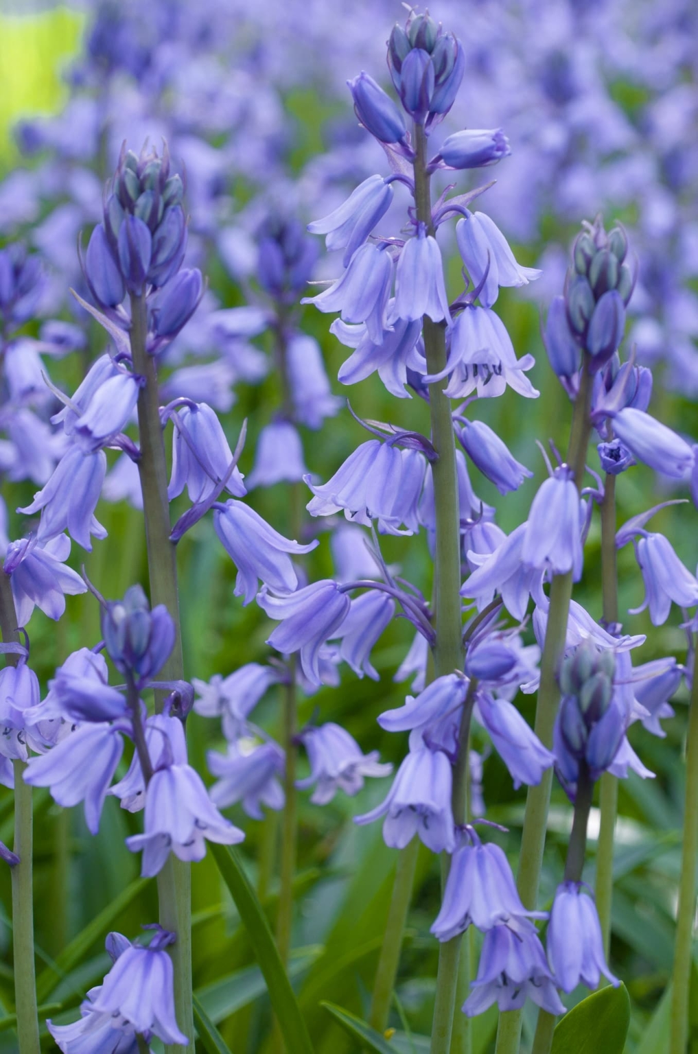 Planting Crocus, Galanthus, and Spanish Bluebells - The Martha Stewart Blog