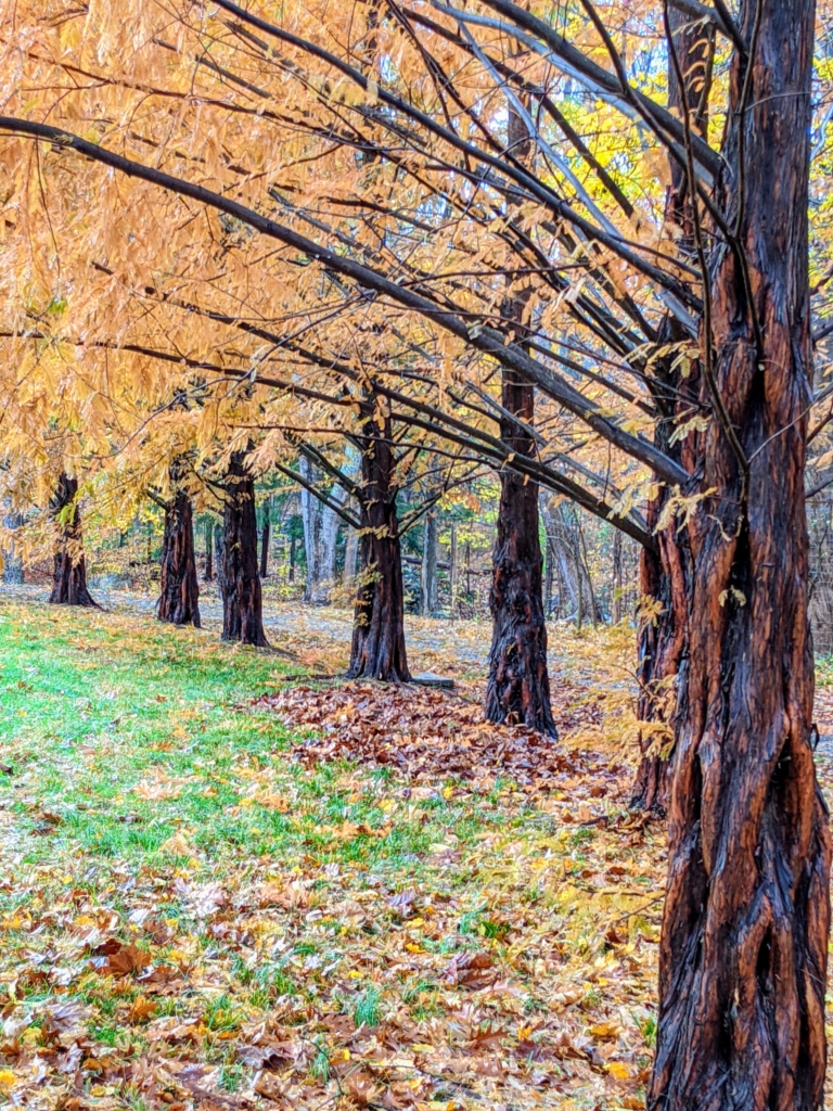 November Colors Around the Farm - The Martha Stewart Blog