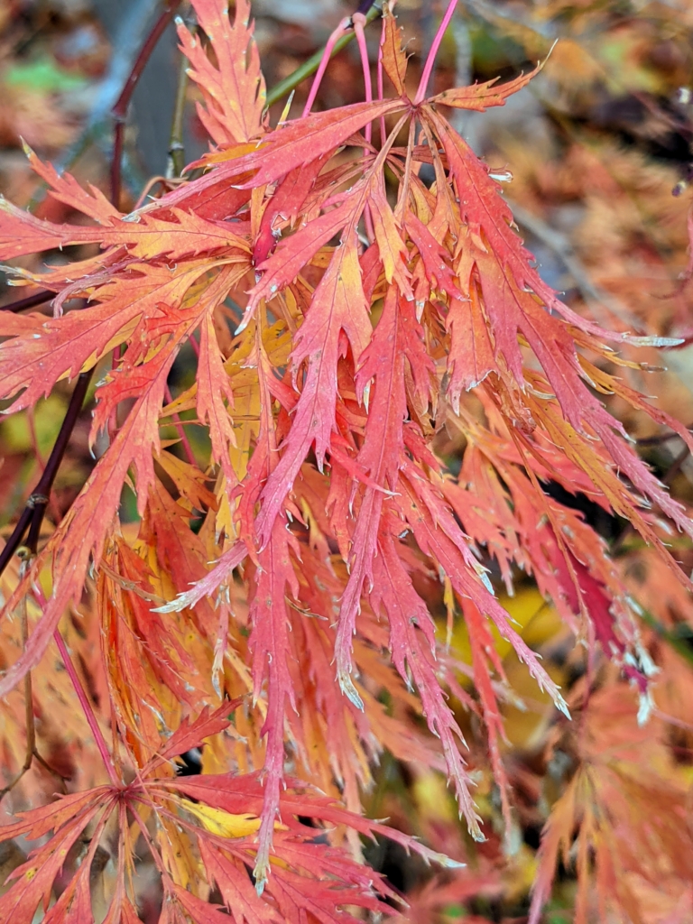My Colorful Japanese Maple Woodland - The Martha Stewart Blog