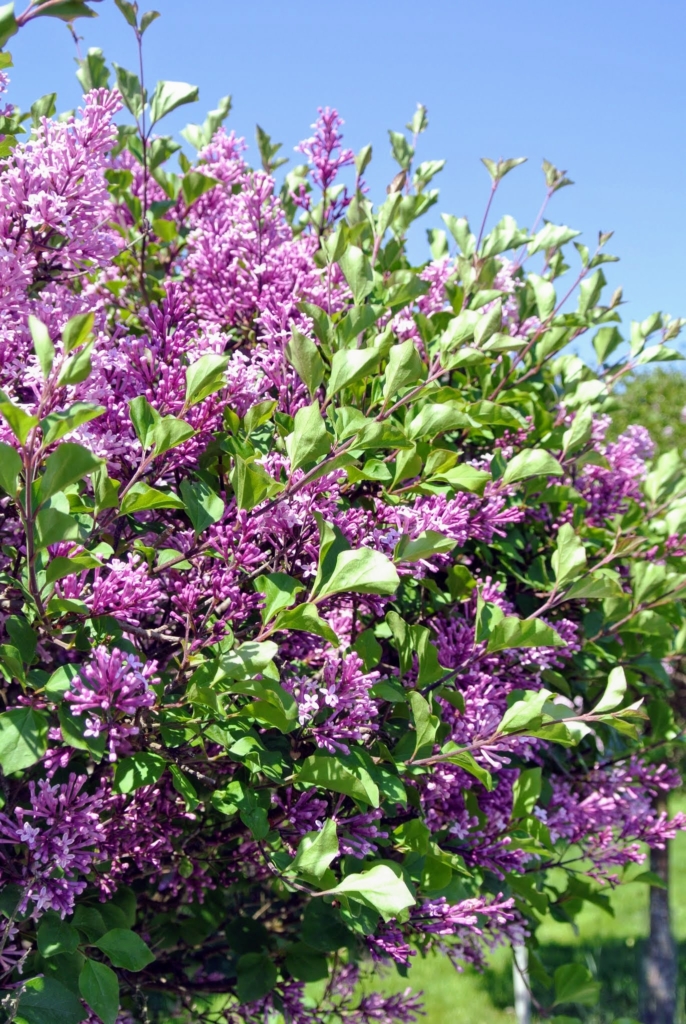 Planting Lilac 'Palabin' Standards - The Martha Stewart Blog