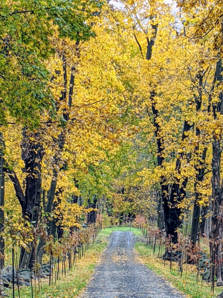 November Colors Around the Farm - The Martha Stewart Blog