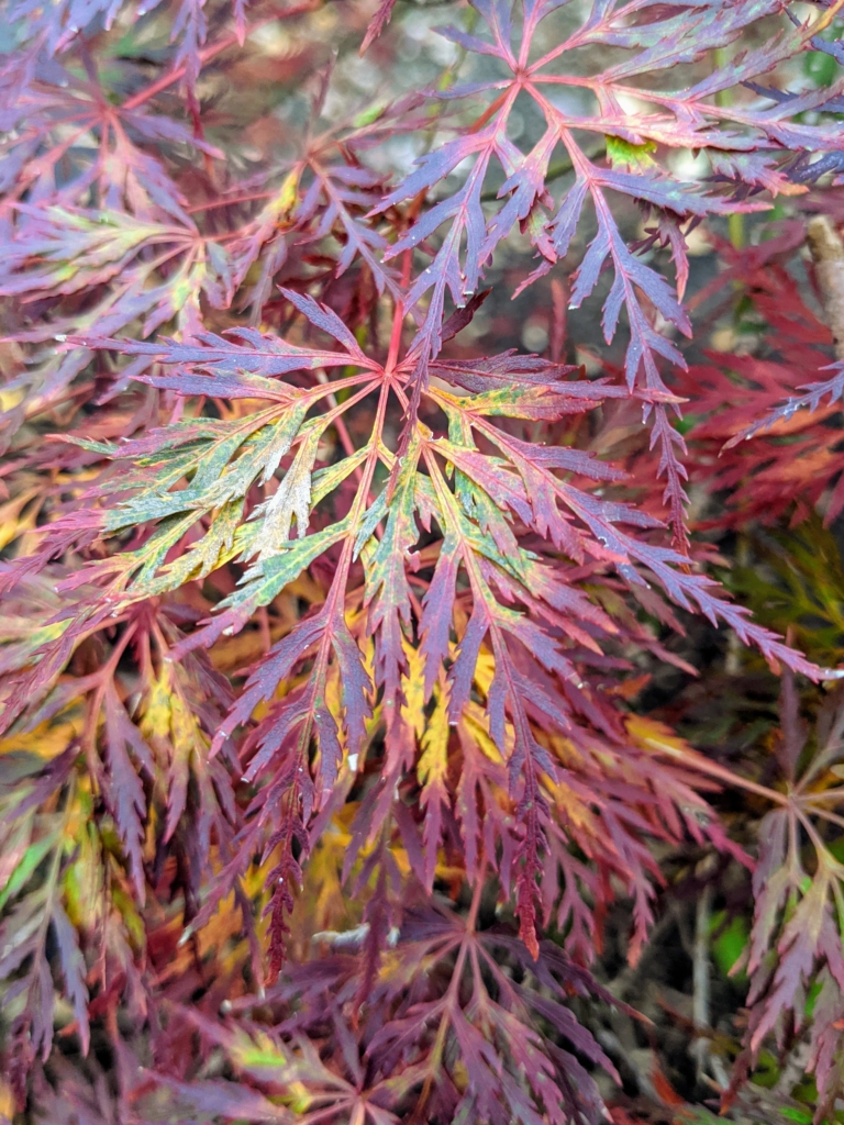 My Colorful Japanese Maple Woodland - The Martha Stewart Blog