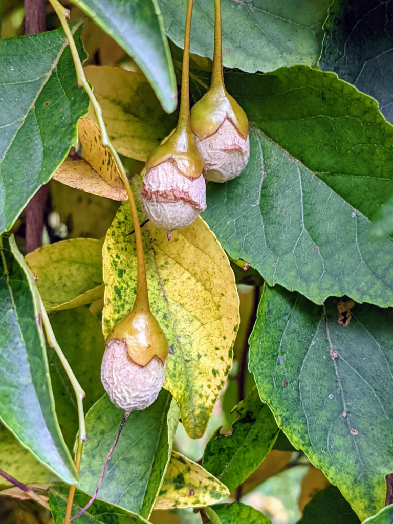 More Autumn Colors at the Farm - The Martha Stewart Blog
