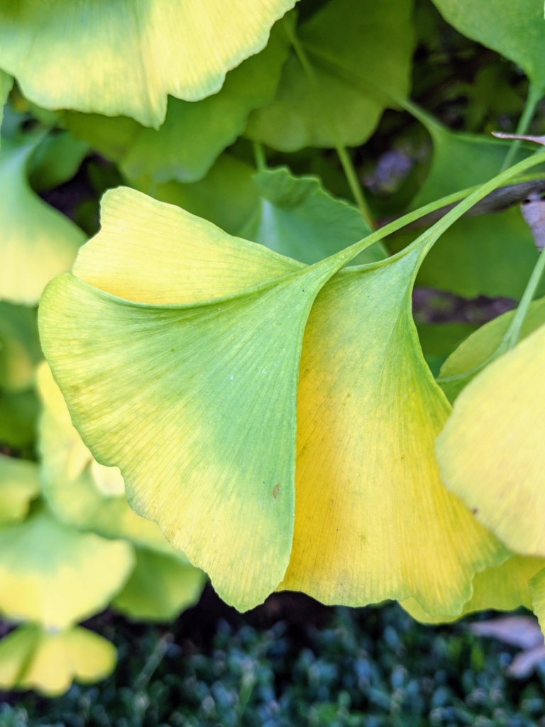 The Fall of the Ginkgo Tree Leaves at My Farm - The Martha Stewart Blog