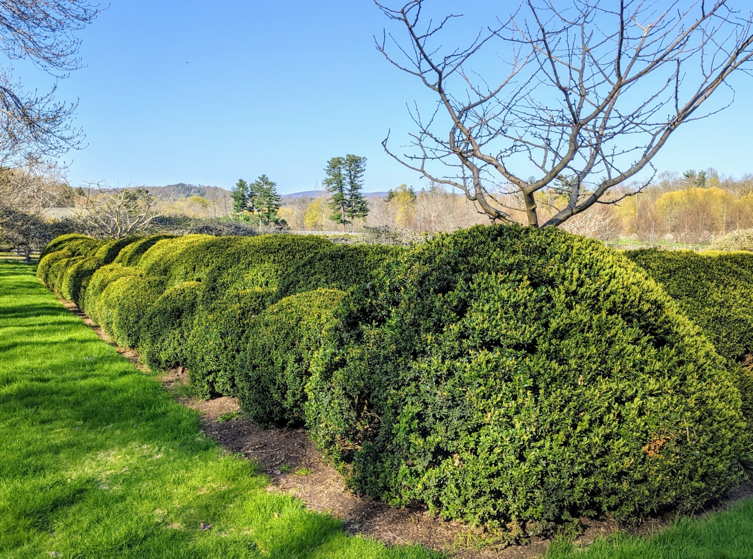 Growing Boxwood from Cuttings - The Martha Stewart Blog