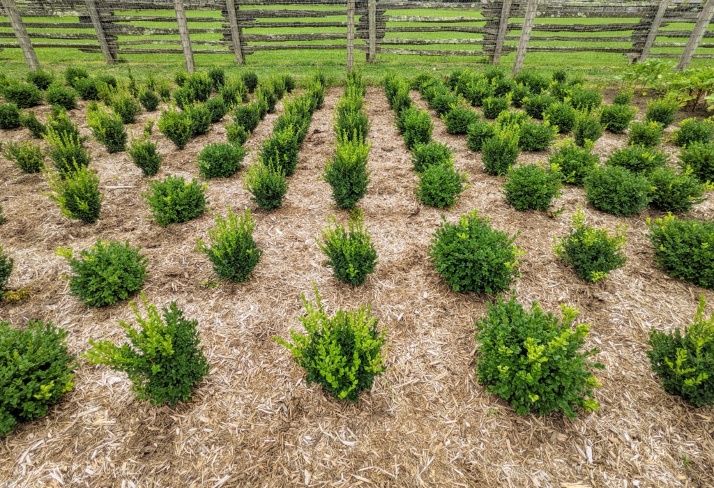 The Martha Stewart Blog : Blog Archive Growing Boxwood from Cuttings ...