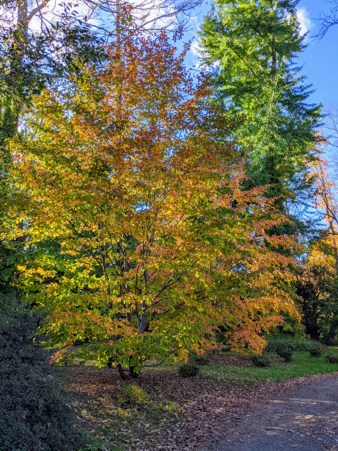 More Autumn Colors at the Farm - The Martha Stewart Blog