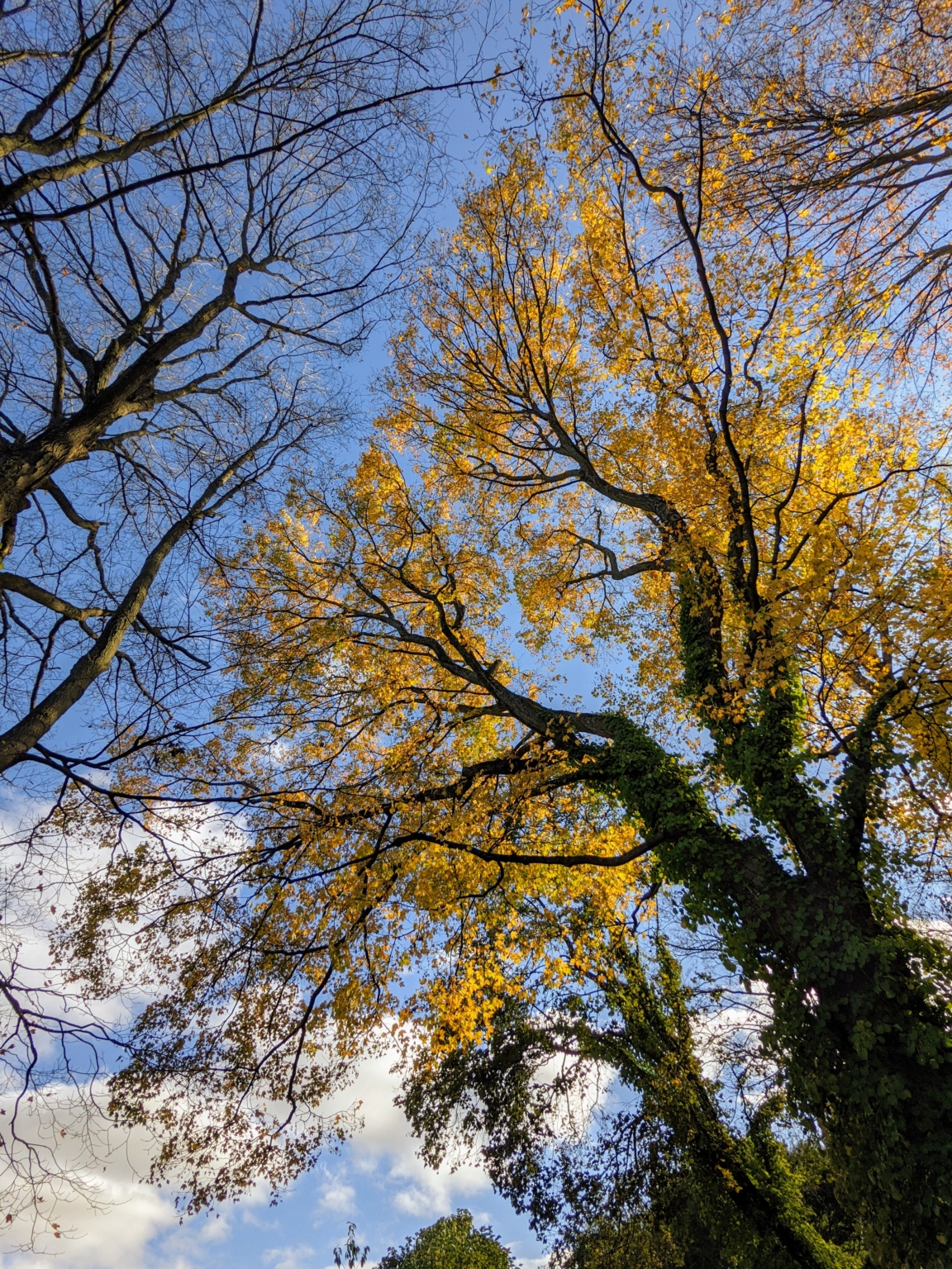 The Martha Stewart Blog : Blog Archive More Autumn Colors at the Farm ...
