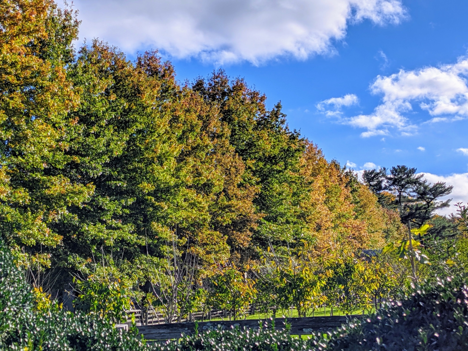 More Autumn Colors at the Farm - The Martha Stewart Blog