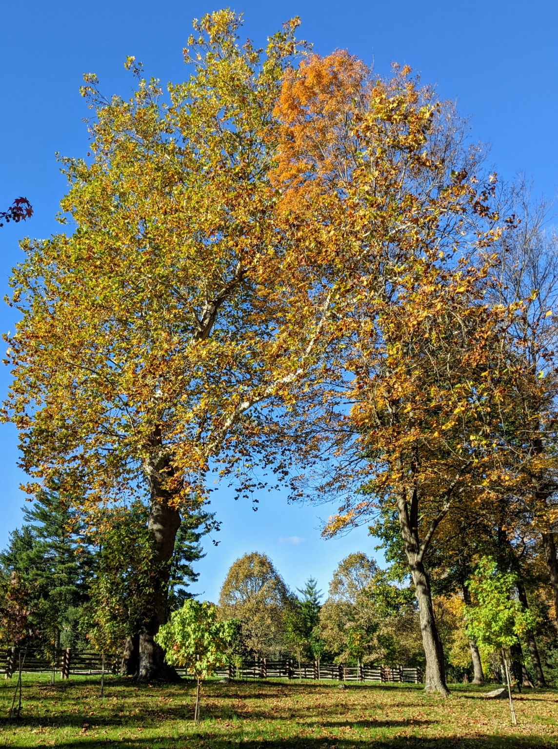More Autumn Colors at the Farm - The Martha Stewart Blog