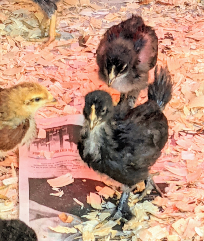 The Chicks Are Growing and Thriving - The Martha Stewart Blog