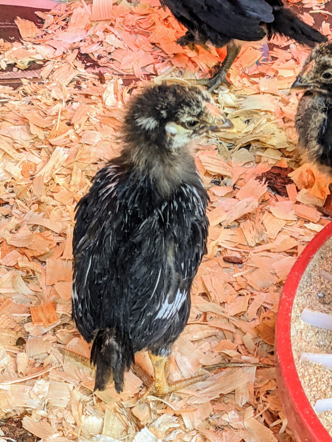 The Chicks Are Growing and Thriving - The Martha Stewart Blog