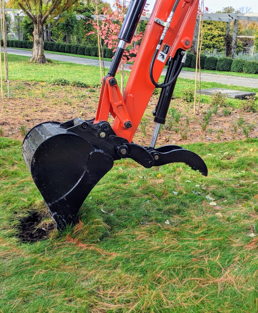 A Gift of Japanese Maple Trees - The Martha Stewart Blog