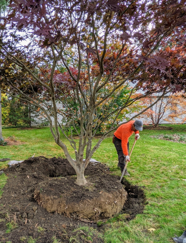 A Gift of Japanese Maple Trees - The Martha Stewart Blog
