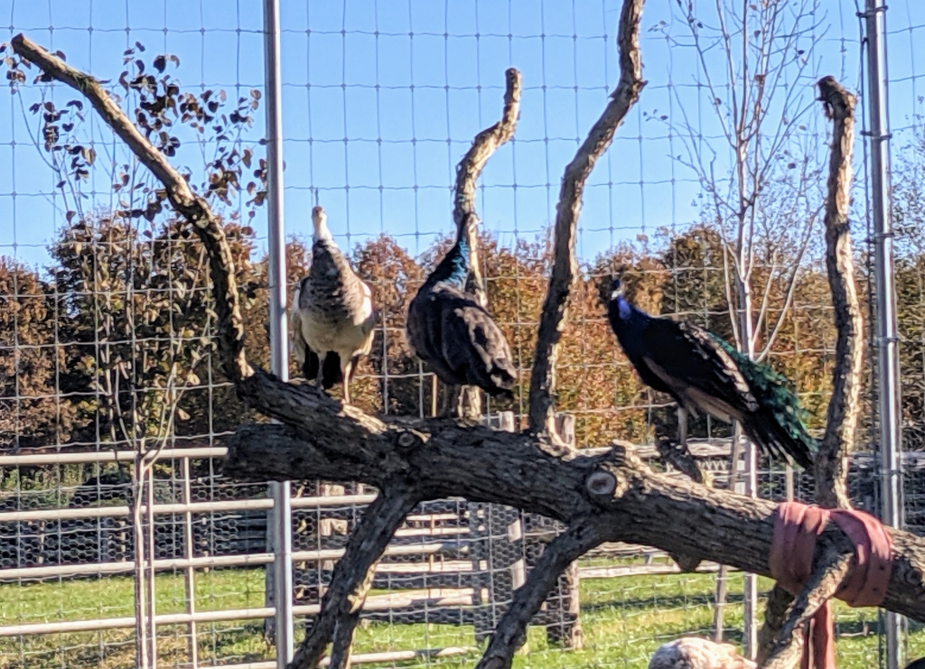 An Oak Tree Roost for My Peafowl - The Martha Stewart Blog