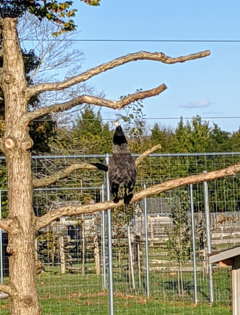 An Oak Tree Roost for My Peafowl - The Martha Stewart Blog