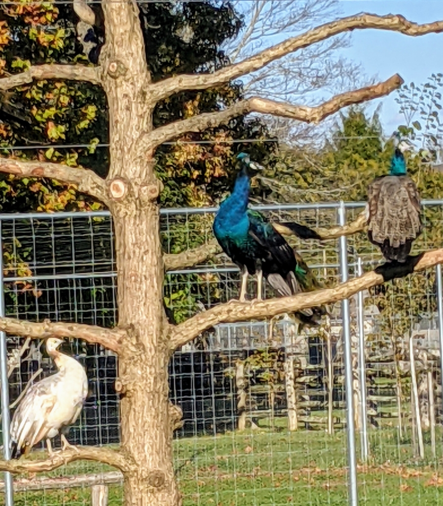 An Oak Tree Roost for My Peafowl - The Martha Stewart Blog