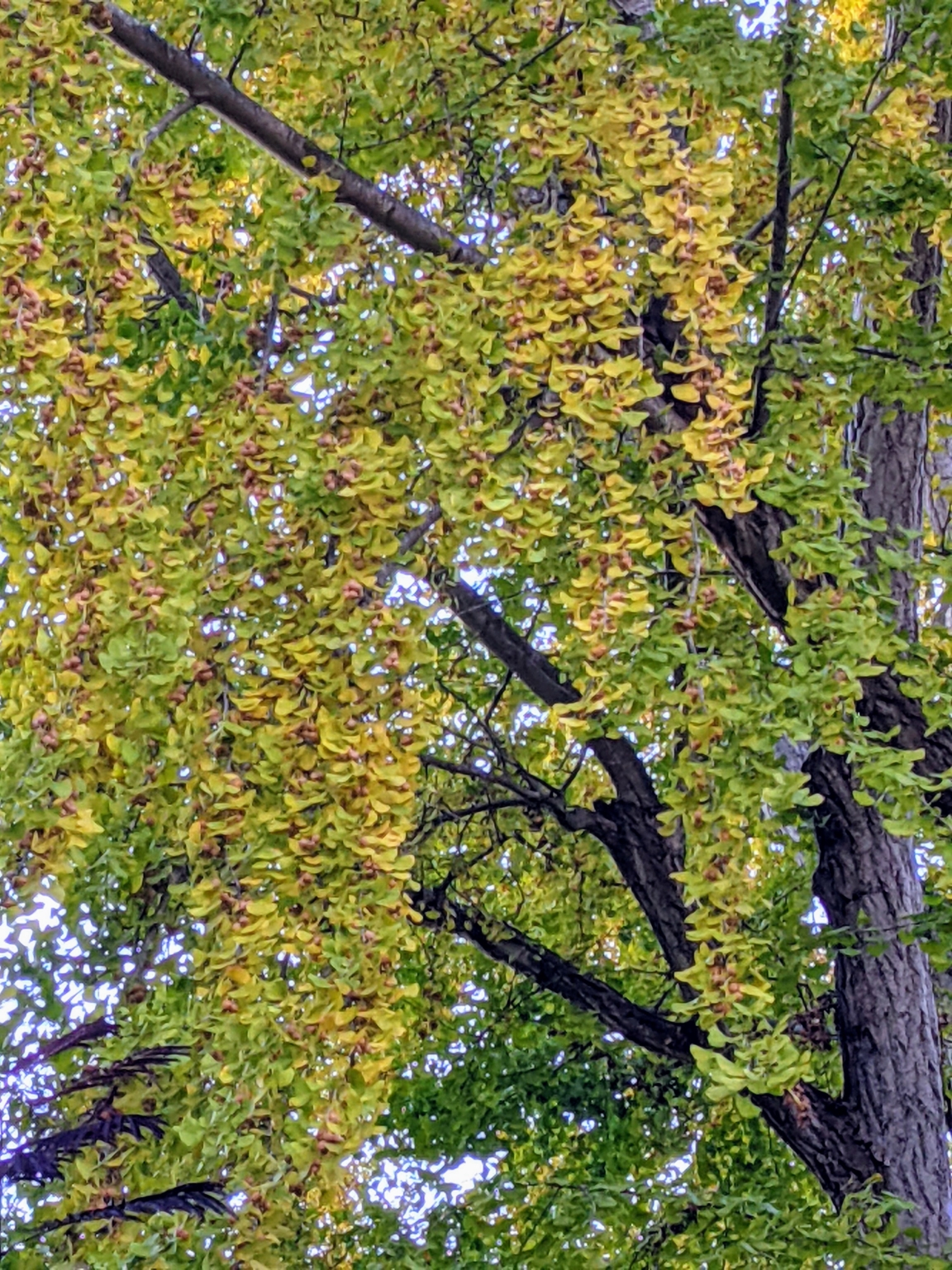 The Fall of the Ginkgo Tree Leaves at My Farm - The Martha Stewart Blog