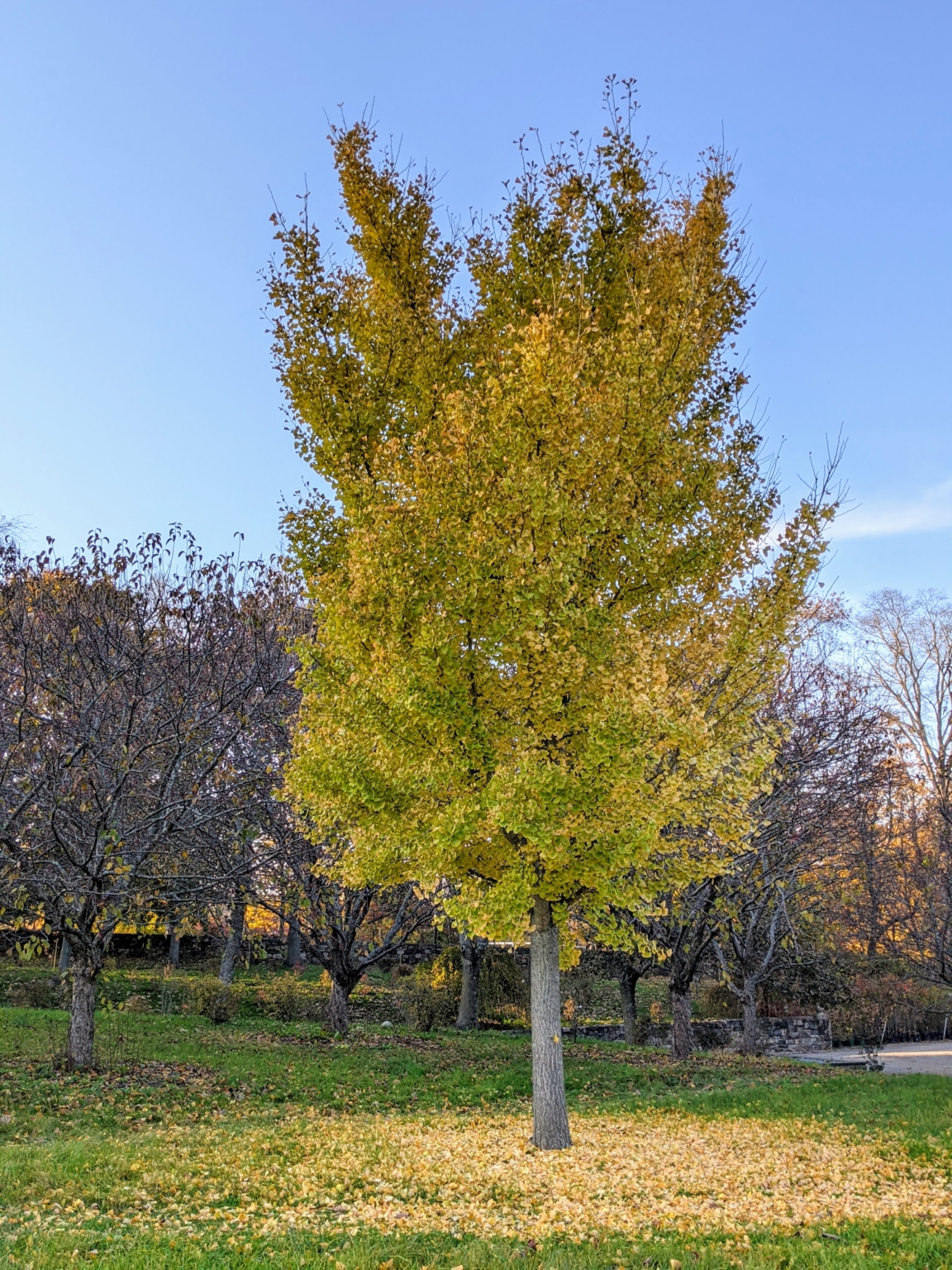 The Fall of the Ginkgo Tree Leaves at My Farm - The Martha Stewart Blog