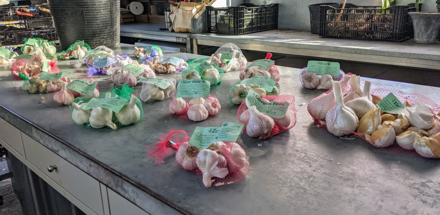 Planting Next Year's Garlic Crop - The Martha Stewart Blog